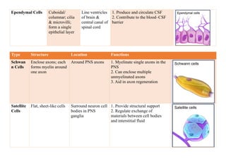 Neuroglia - Type of nervous tissue .docx
