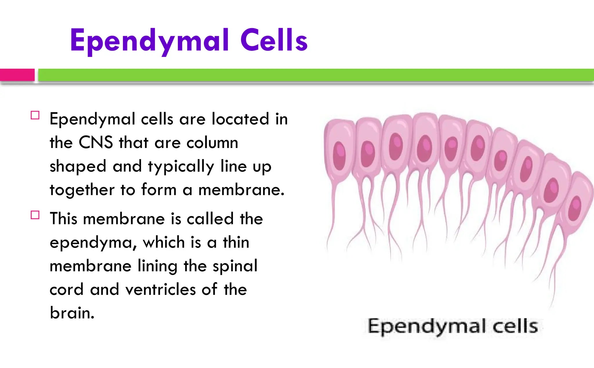 neuroglia the supporting cells of cns .pptx