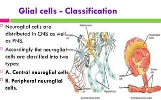 neuroglia the supporting cells of cns .pptx