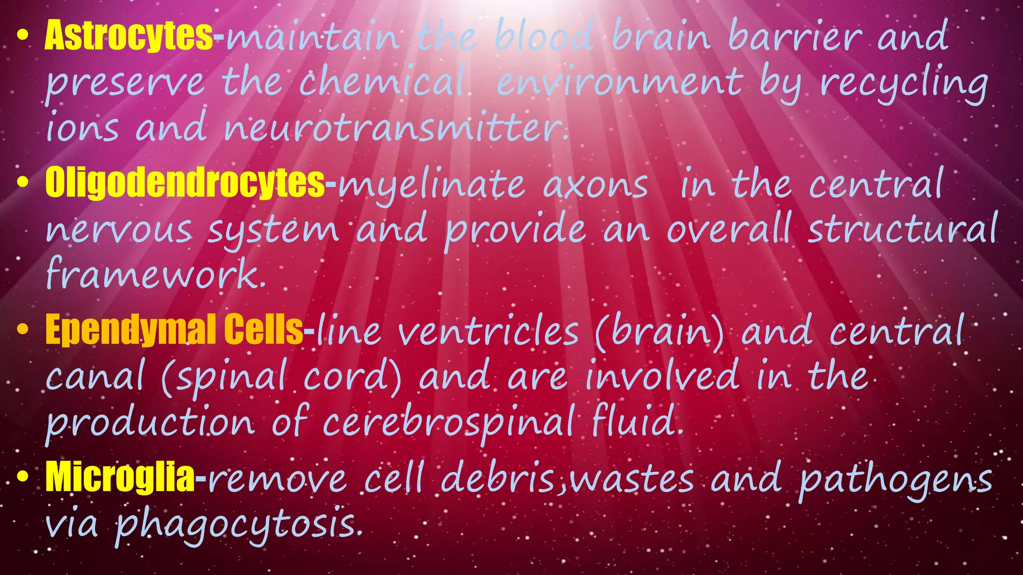 Classification,Function and location fo neuroglia cells | PPT