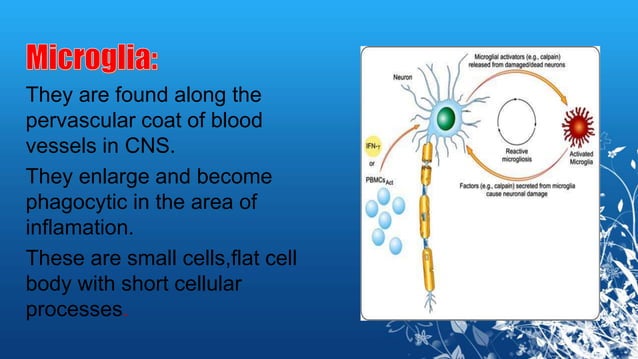Classification,Function and location fo neuroglia cells | PPT | Brain ...