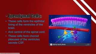 Classification,Function and location fo neuroglia cells | PPT