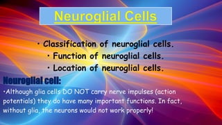 Classification,Function and location fo neuroglia cells | PPT