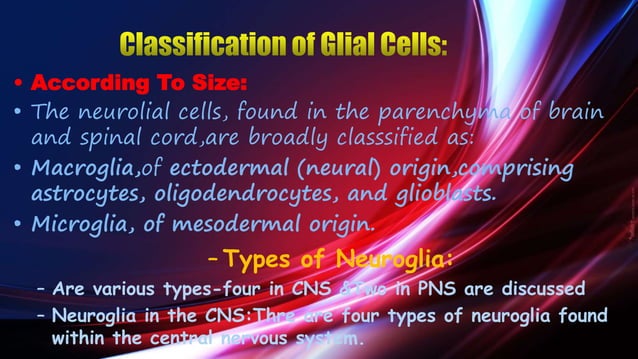 Classification,Function and location fo neuroglia cells | PPT | Brain ...