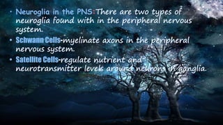 Classification,Function and location fo neuroglia cells | PPT