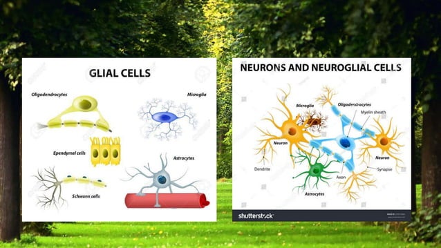 Classification,Function and location fo neuroglia cells | PPT | Brain ...