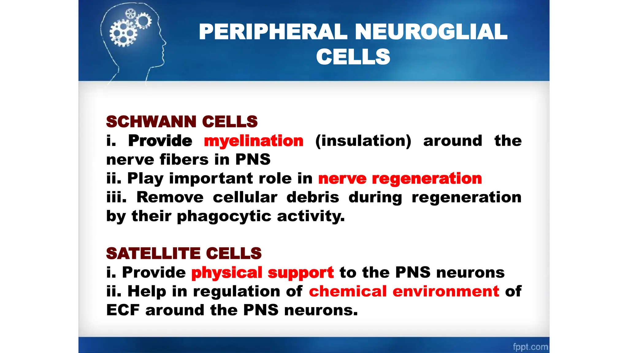 NEUROGLIA CELLS, CLASSIFICATION IN CNS & PNS.pptx