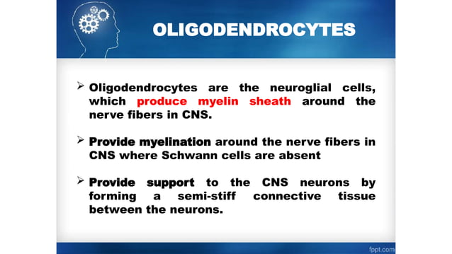 NEUROGLIA CELLS, CLASSIFICATION IN CNS & PNS.pptx
