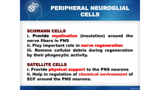 NEUROGLIA CELLS, CLASSIFICATION IN CNS & PNS.pptx