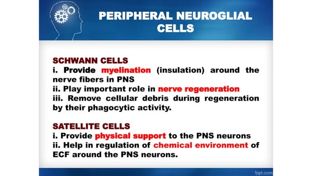 NEUROGLIA CELLS, CLASSIFICATION IN CNS & PNS.pptx