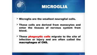 NEUROGLIA CELLS, CLASSIFICATION IN CNS & PNS.pptx