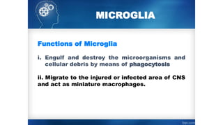 NEUROGLIA CELLS, CLASSIFICATION IN CNS & PNS.pptx