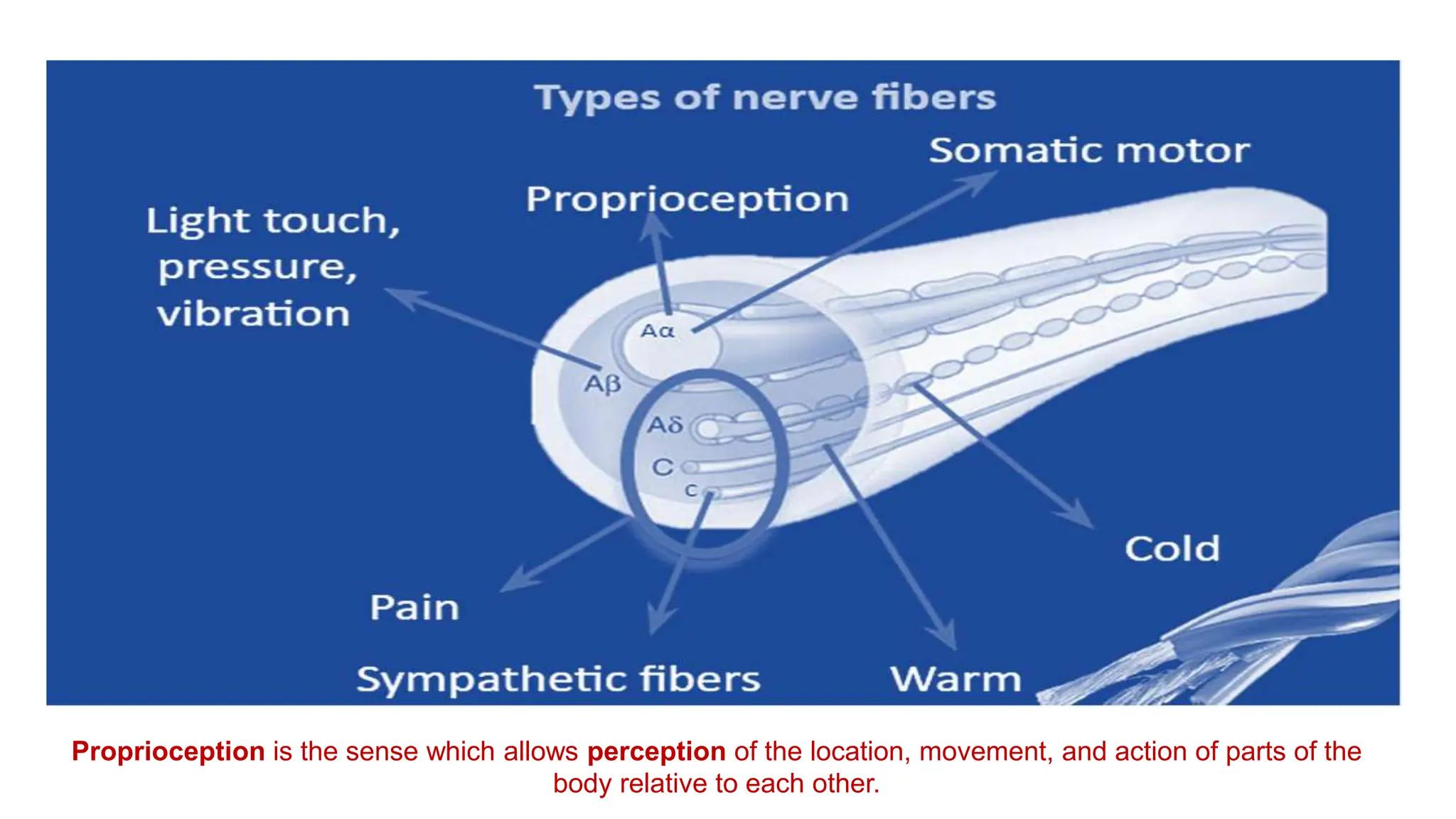 Neuroglia, nerve fiber, action potential, synapse, neurotransmitters.ppt