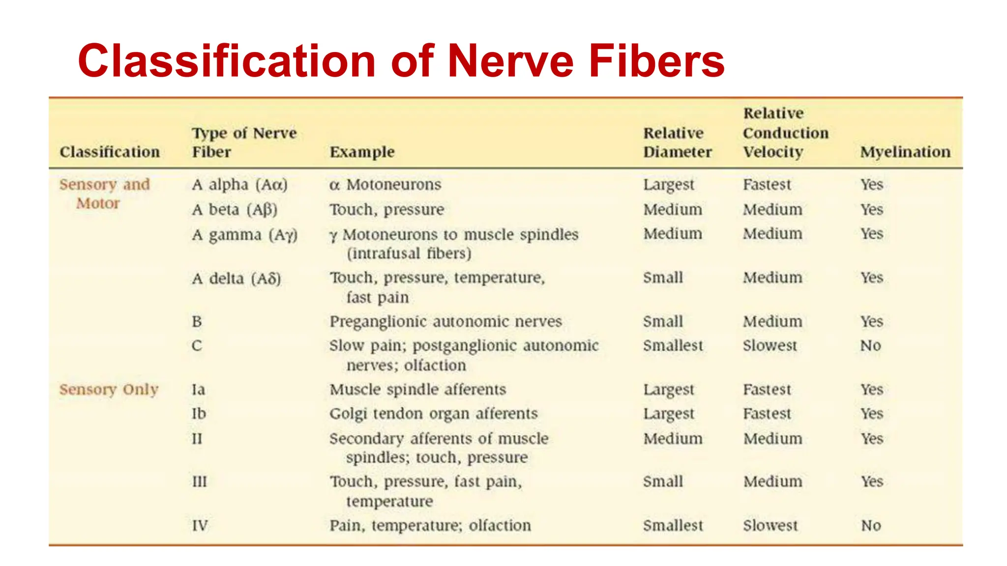Neuroglia, nerve fiber, action potential, synapse, neurotransmitters.ppt