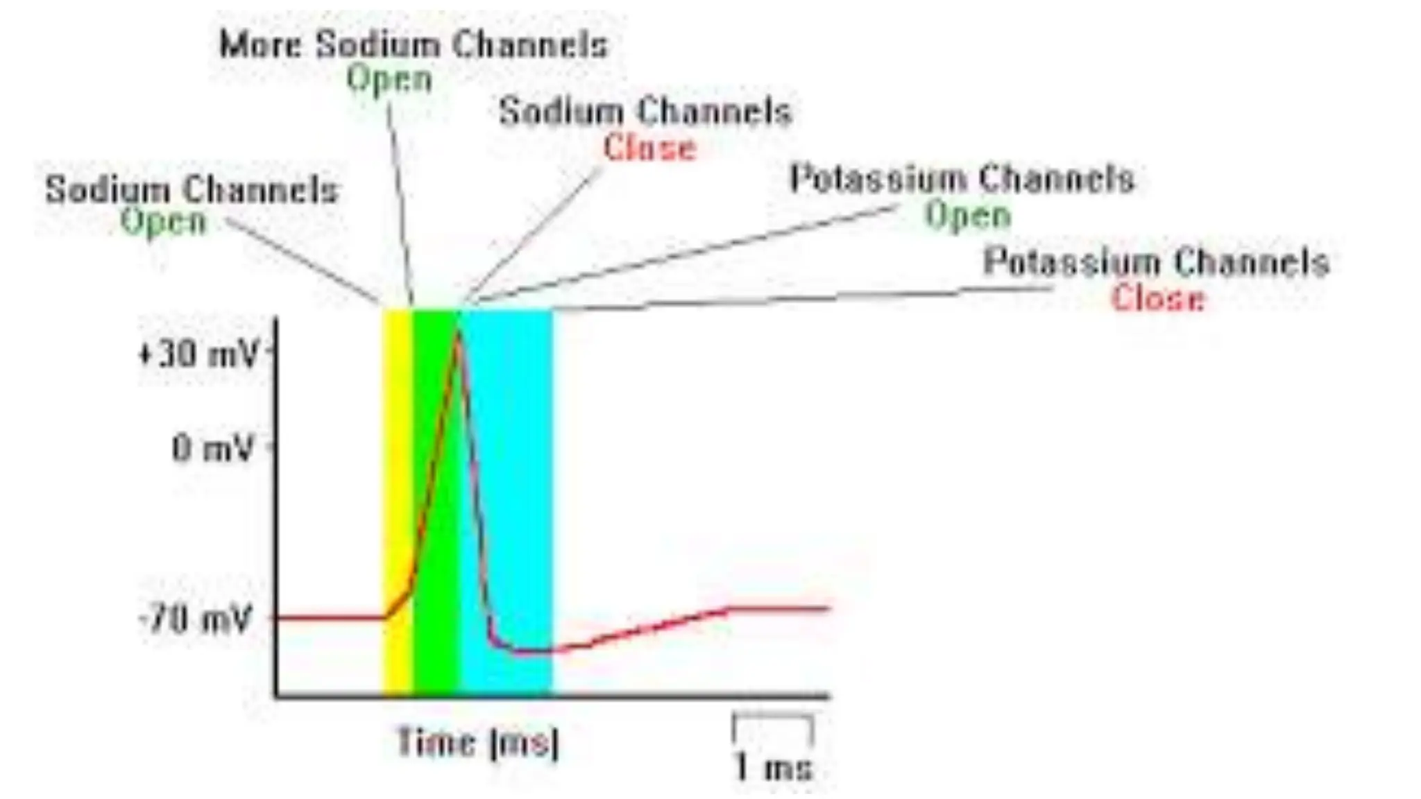 Neuroglia, nerve fiber, action potential, synapse, neurotransmitters.ppt