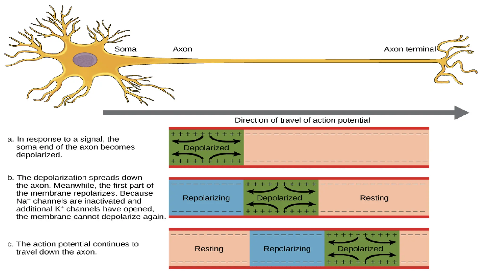 Neuroglia, nerve fiber, action potential, synapse, neurotransmitters.ppt