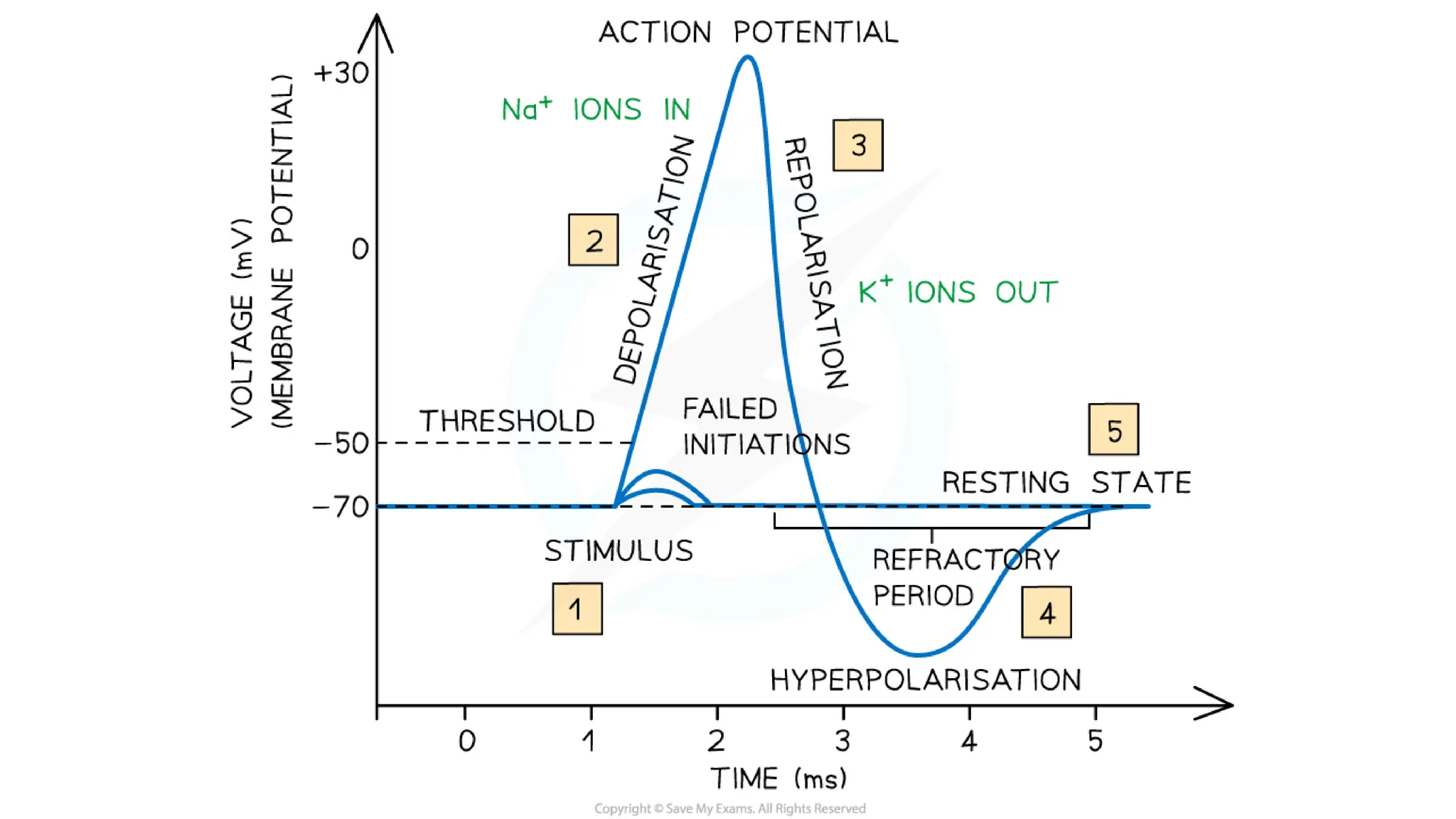 Neuroglia, nerve fiber, action potential, synapse, neurotransmitters.ppt