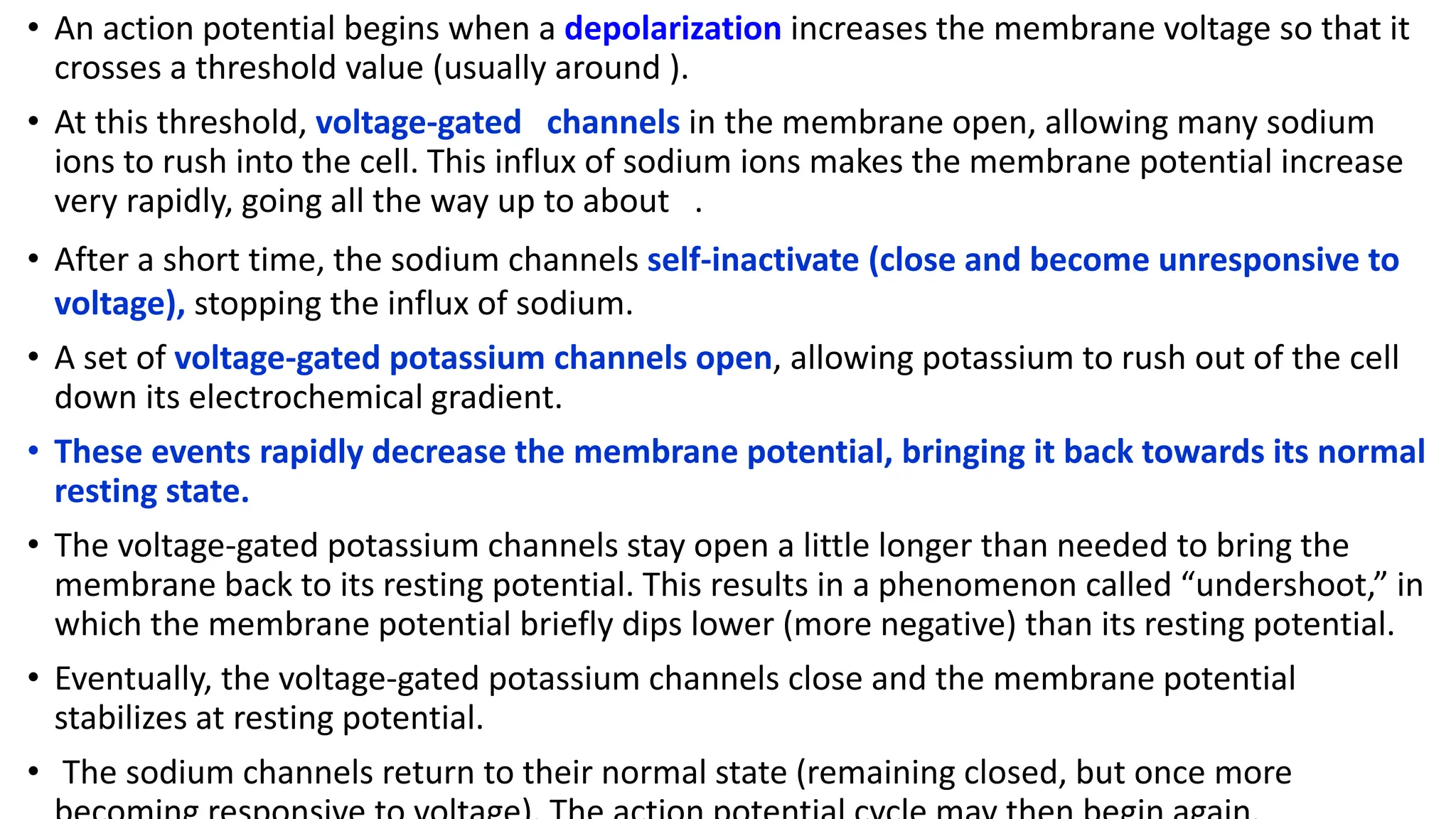 Neuroglia, nerve fiber, action potential, synapse, neurotransmitters.ppt