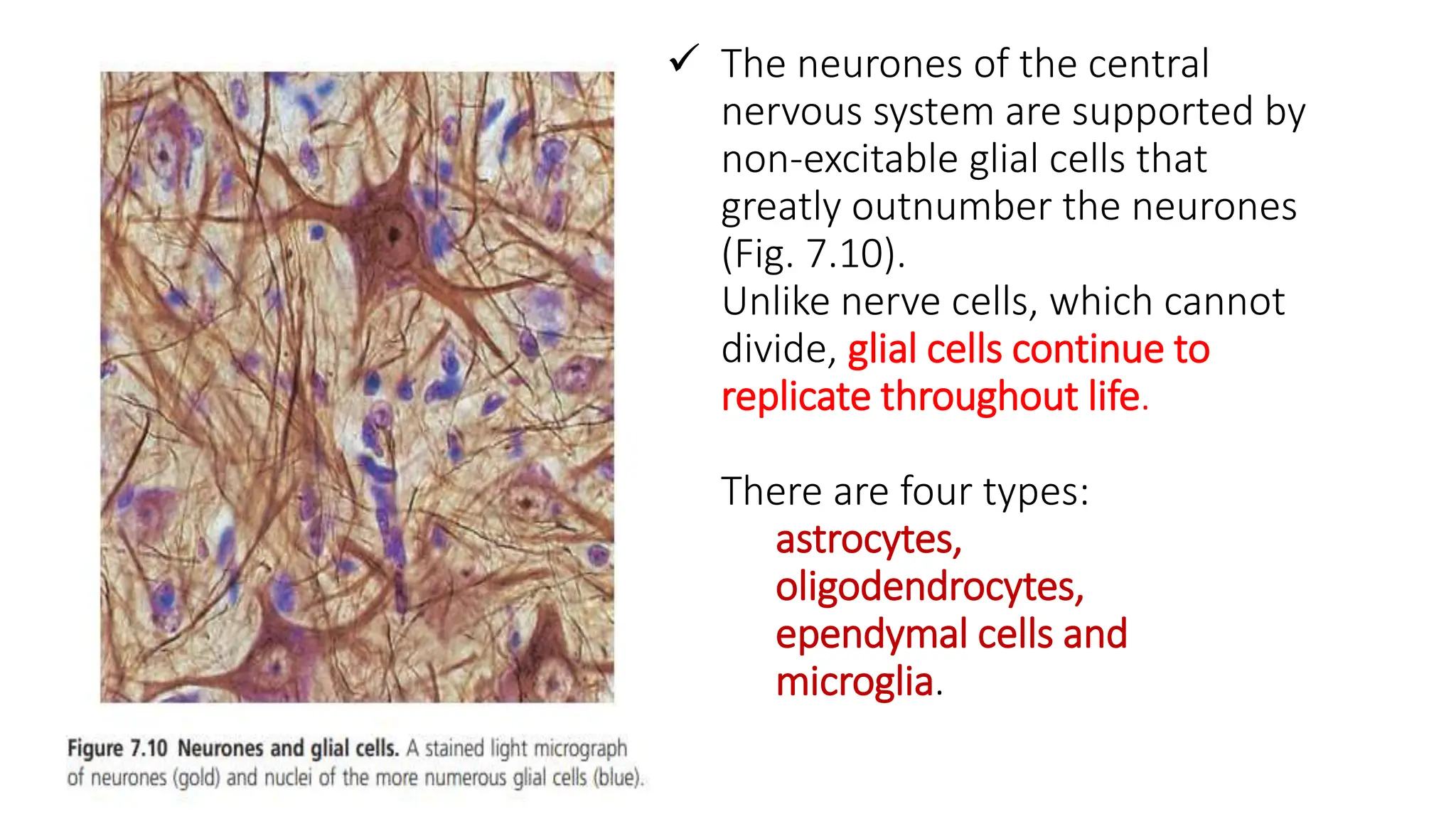 Neuroglial Cells Are Excitable Or Not