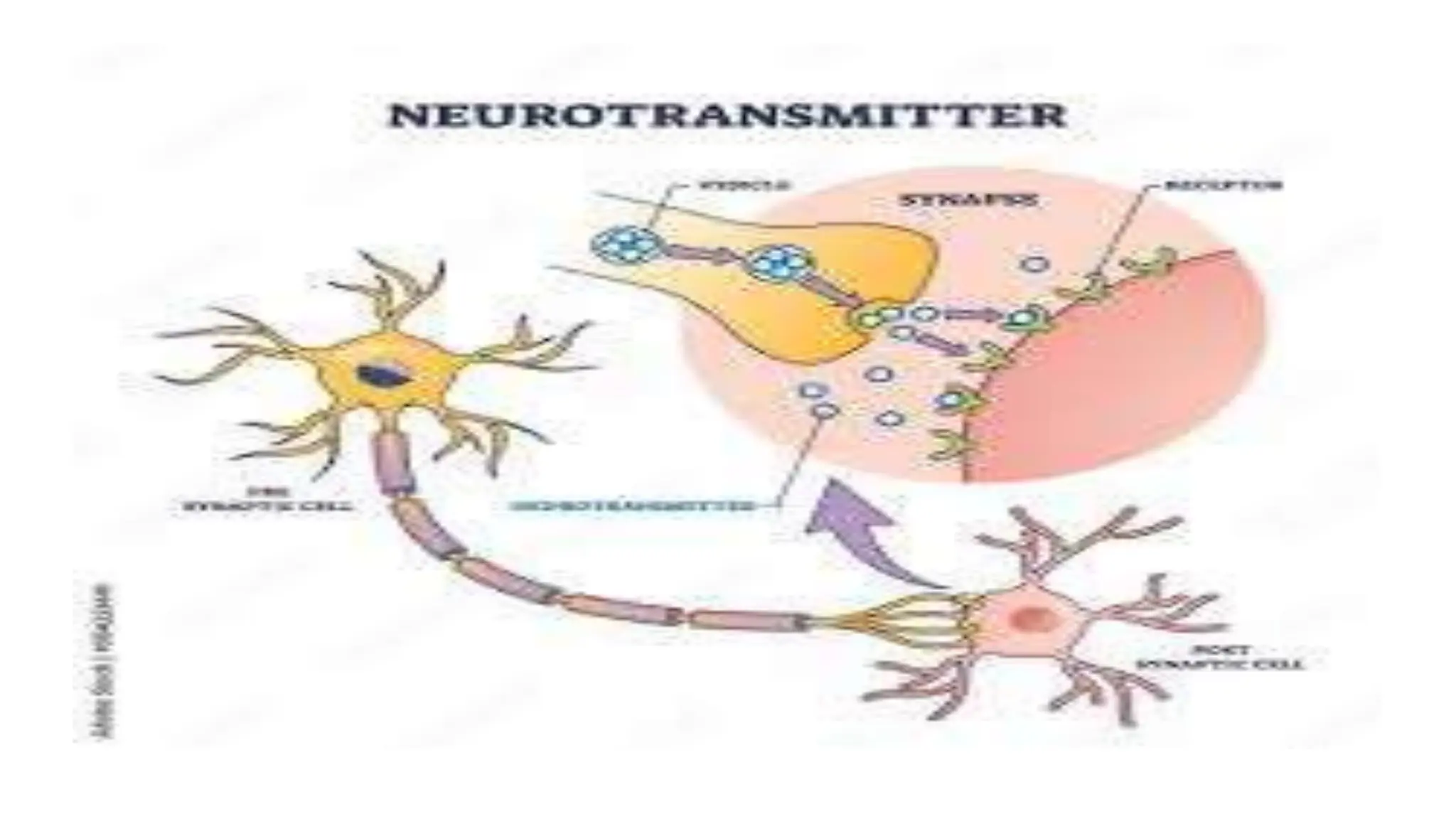 Neuroglia, nerve fiber, action potential, synapse, neurotransmitters.ppt