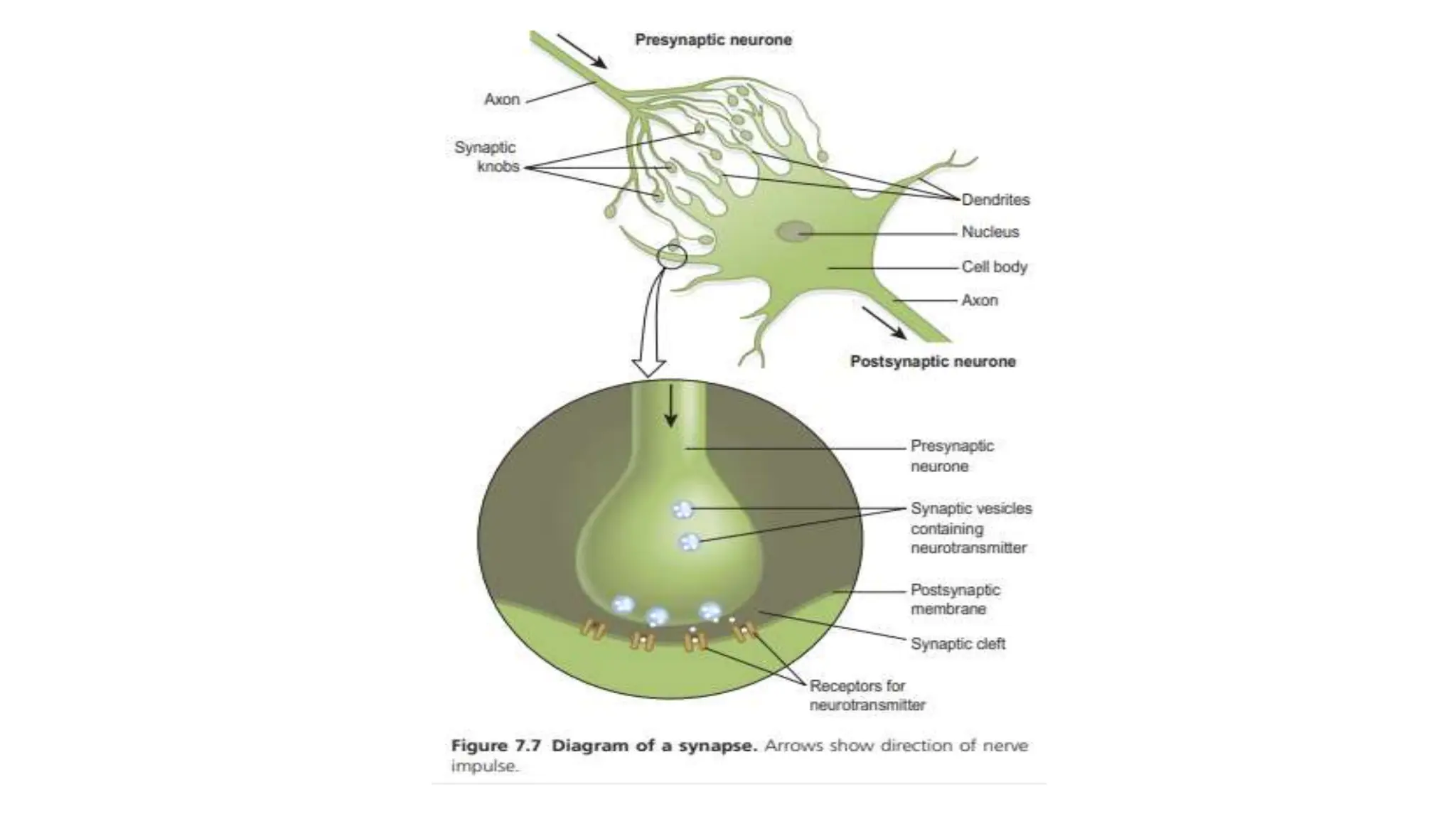 Neuroglia, nerve fiber, action potential, synapse, neurotransmitters.ppt