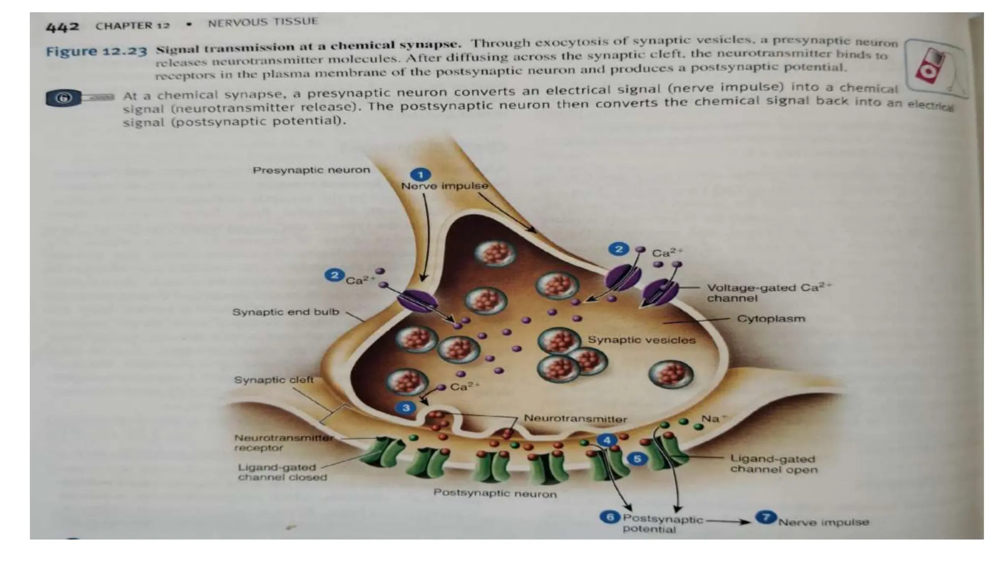 Neuroglia, nerve fiber, action potential, synapse, neurotransmitters.ppt