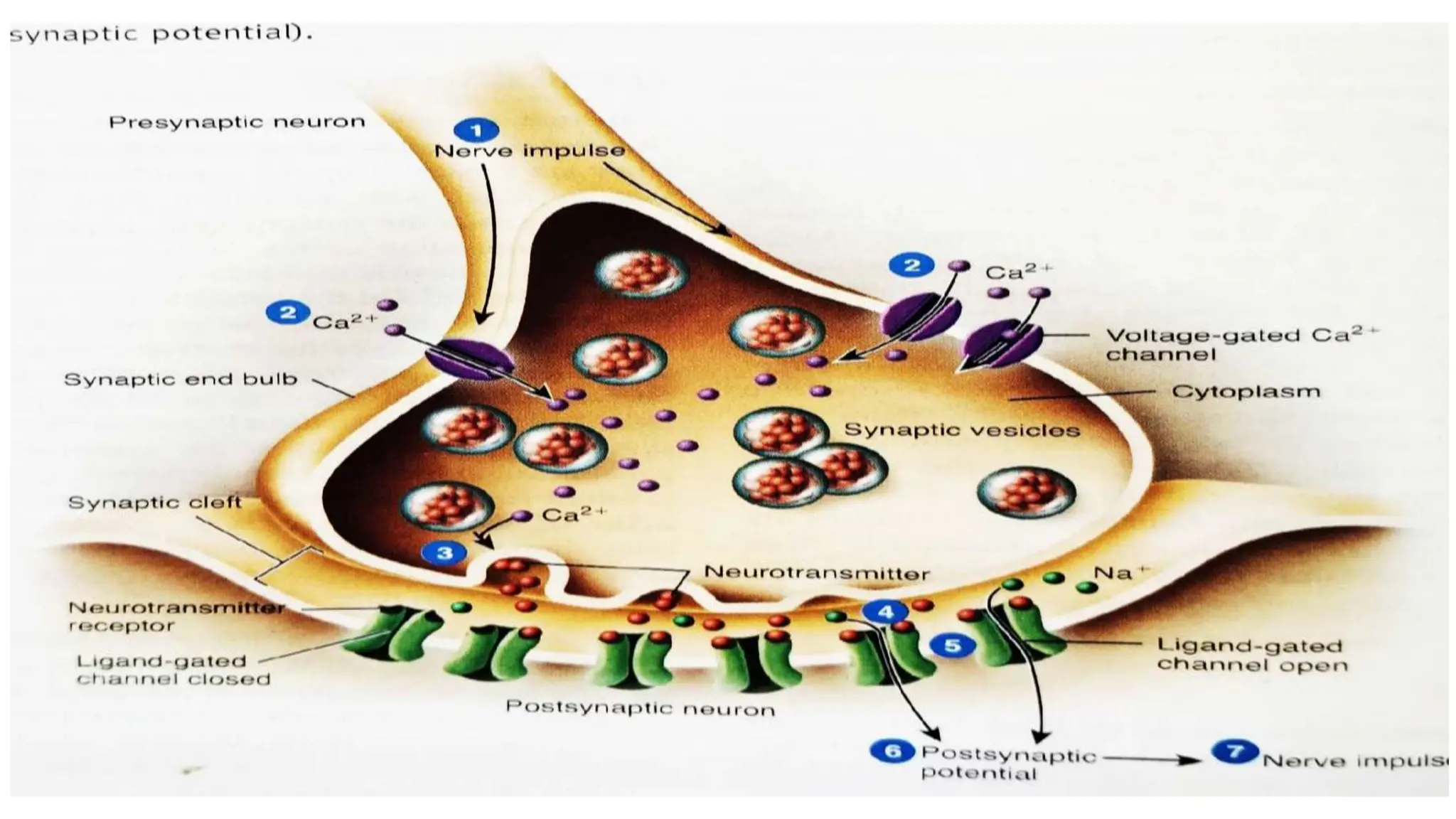Neuroglia, nerve fiber, action potential, synapse, neurotransmitters.ppt
