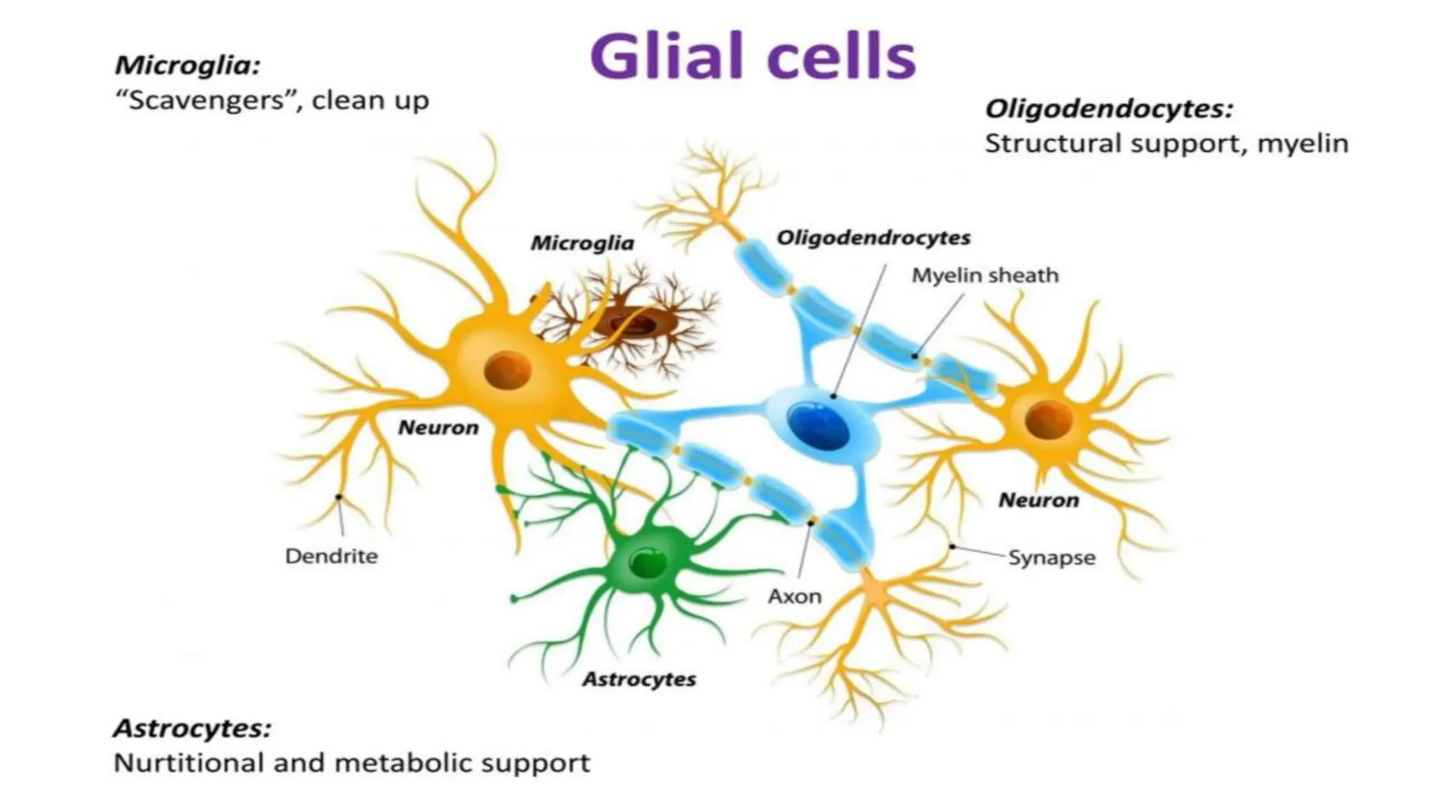Neuroglia, nerve fiber, action potential, synapse, neurotransmitters.ppt
