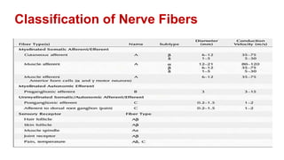Neuroglia, nerve fiber, action potential, synapse, neurotransmitters.ppt