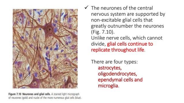 Neuroglia, nerve fiber, action potential, synapse, neurotransmitters.ppt | Brain and Nervous ...