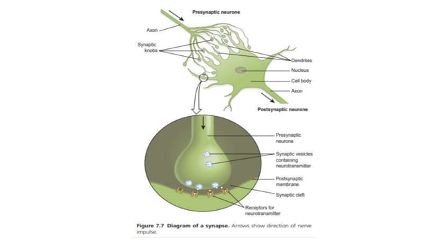 Neuroglia, nerve fiber, action potential, synapse, neurotransmitters.ppt | Brain and Nervous ...