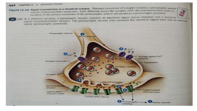 Neuroglia, nerve fiber, action potential, synapse, neurotransmitters.ppt | Brain and Nervous ...