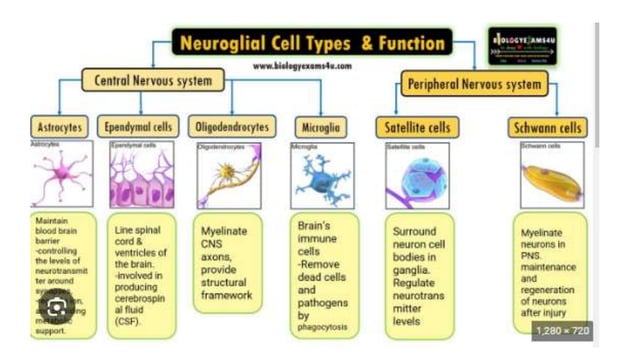 Neuroglia, nerve fiber, action potential, synapse, neurotransmitters.ppt | Brain and Nervous ...