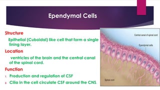 Neuroglia, syapse | PPT