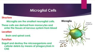 Neuroglia, syapse | PPTX