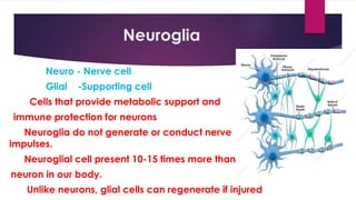 Single Neuroglial Cell Slide