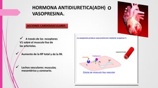 NEUROHIPÓFISIS - SISTEMA ENDOCRINO PTTAA | PDF