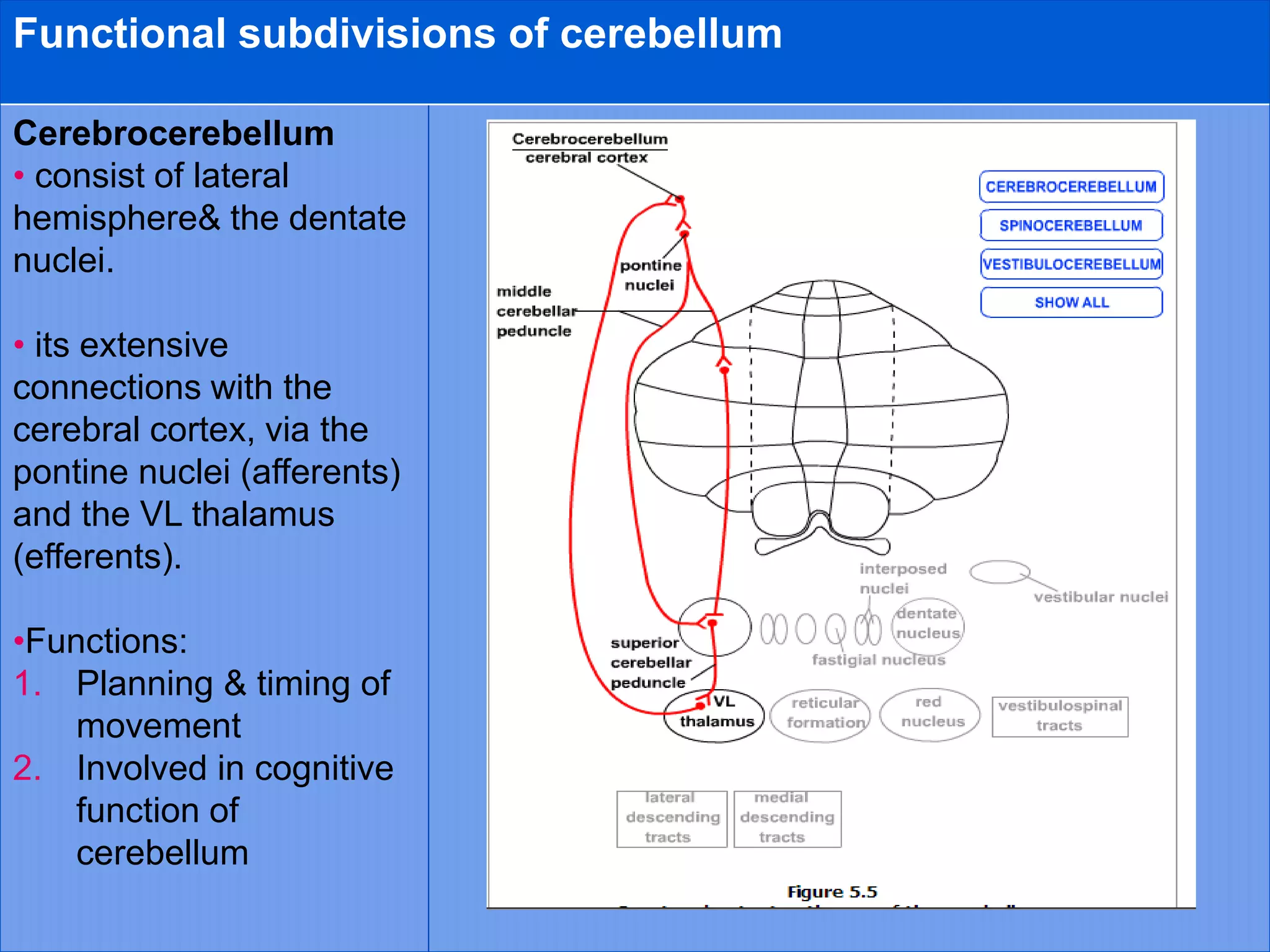Neuroanatomy (generally) | PPTX