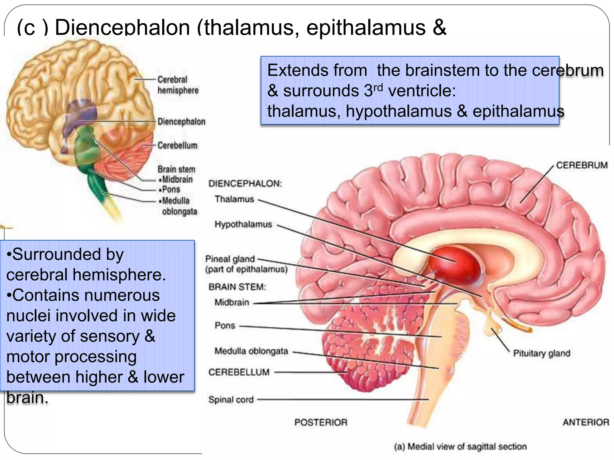 Neuroanatomy (generally) | PPTX