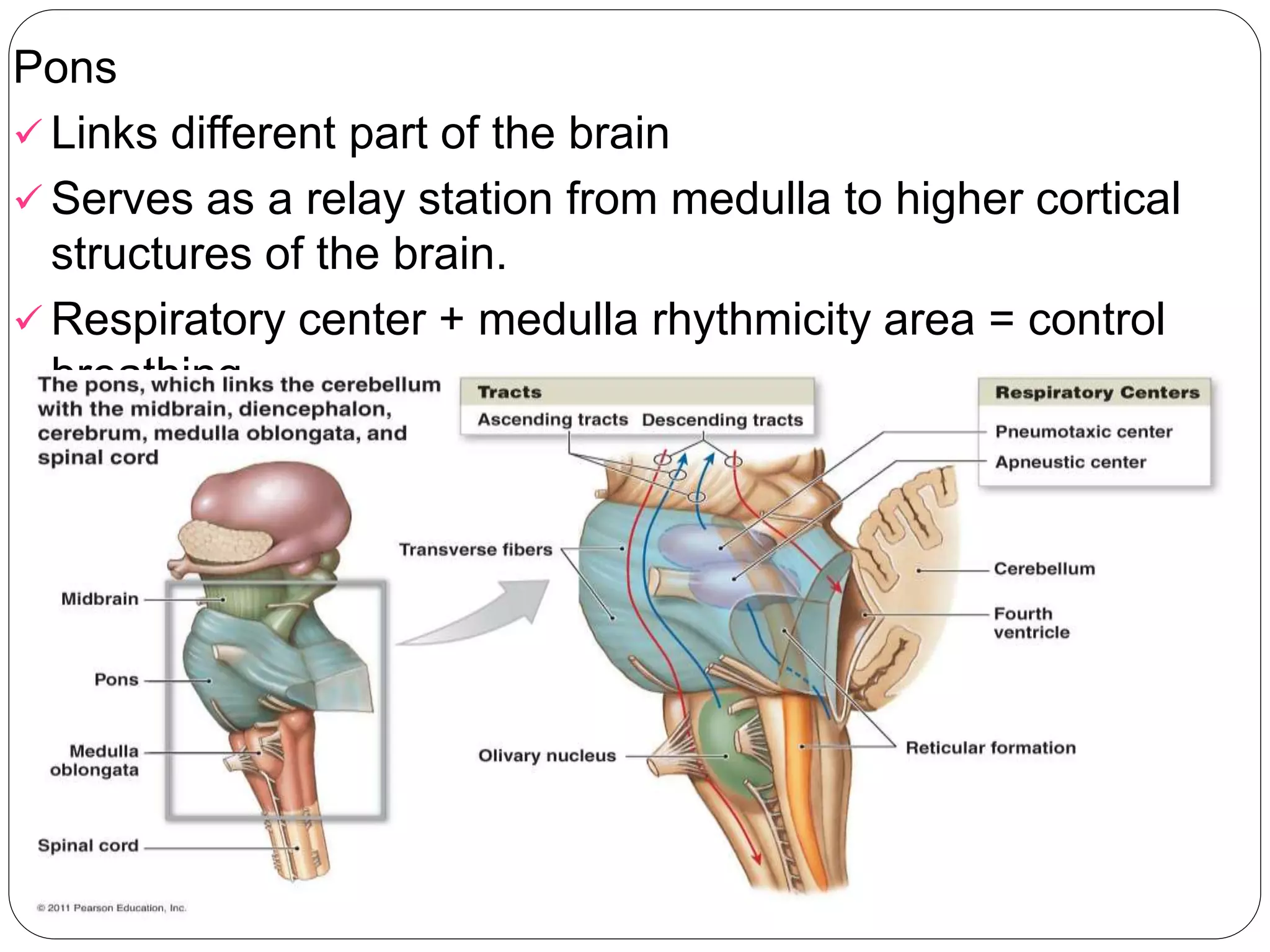 Neuroanatomy (generally) | PPTX