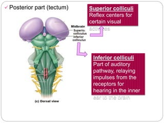 Neuroanatomy (generally) | PPTX
