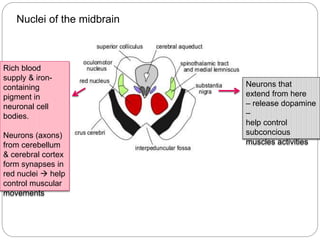 Neuroanatomy (generally) | PPTX