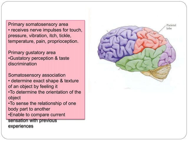 Neuroanatomy (generally) | PPTX