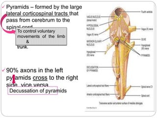 Neuroanatomy (generally) | PPTX