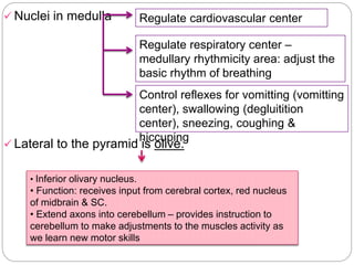 Neuroanatomy (generally) | PPTX