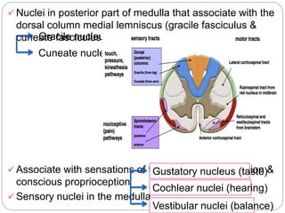 Neuroanatomy (generally) | PPTX