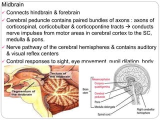 Neuroanatomy (generally) | PPTX