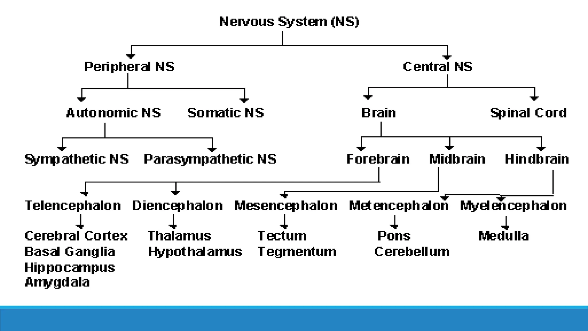 Neuro humoral transmission | PPTX