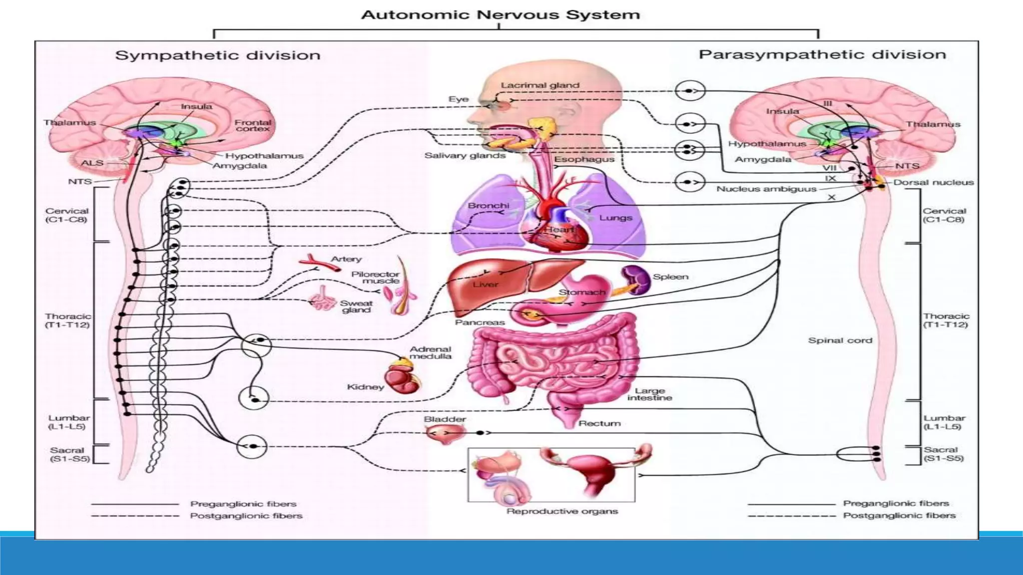 Neuro humoral transmission | PPTX