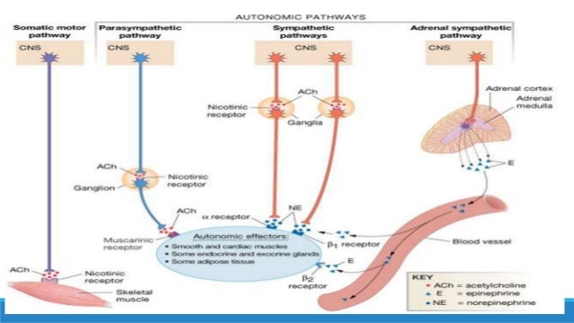 Neuro humoral transmission